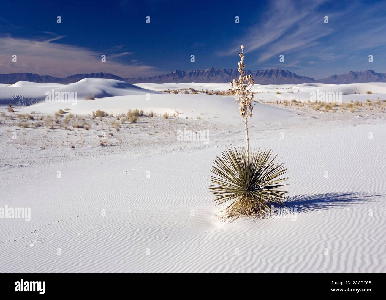 Soaptree yucca (Yucca elta) in wind-sculpted white gypsum dunes ...