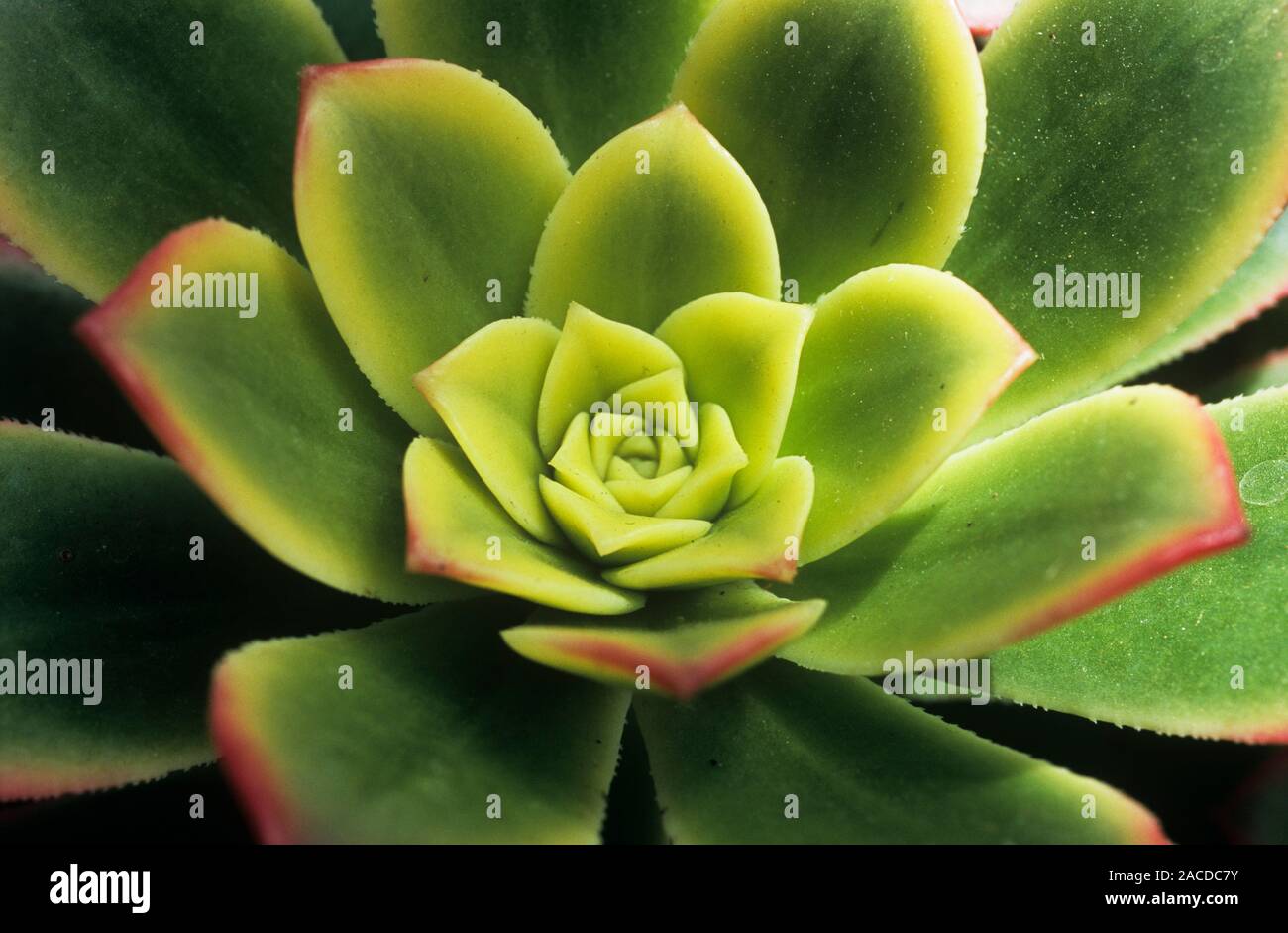 Pinwheel plant (Aeonium haworthii 'Variegatum' Stock Photo - Alamy