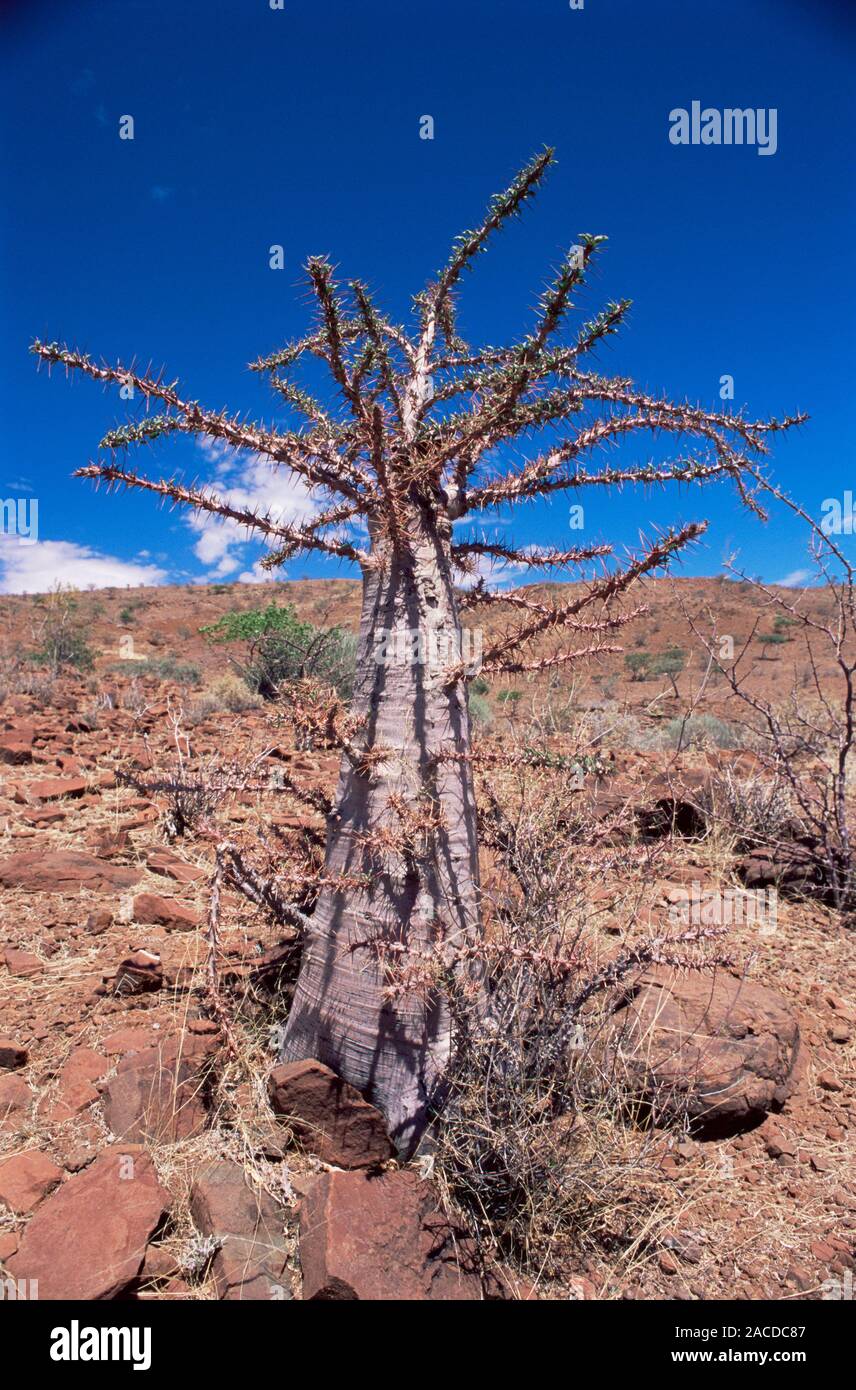 Bottle tree (Pachypodium sp.). This arid adapted plant stores water in ...