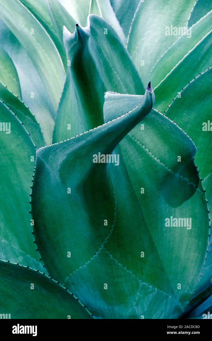Agave leaves (Agave sp Stock Photo - Alamy