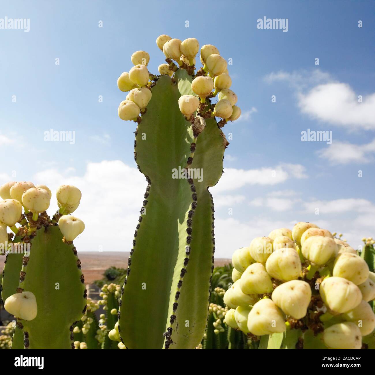 Flowering cactus plant. Cacti are adapted to arid environments, and ...