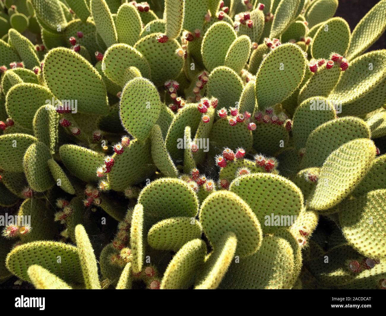 Flowering cactus plants. Cacti are adapted to arid environments, and ...