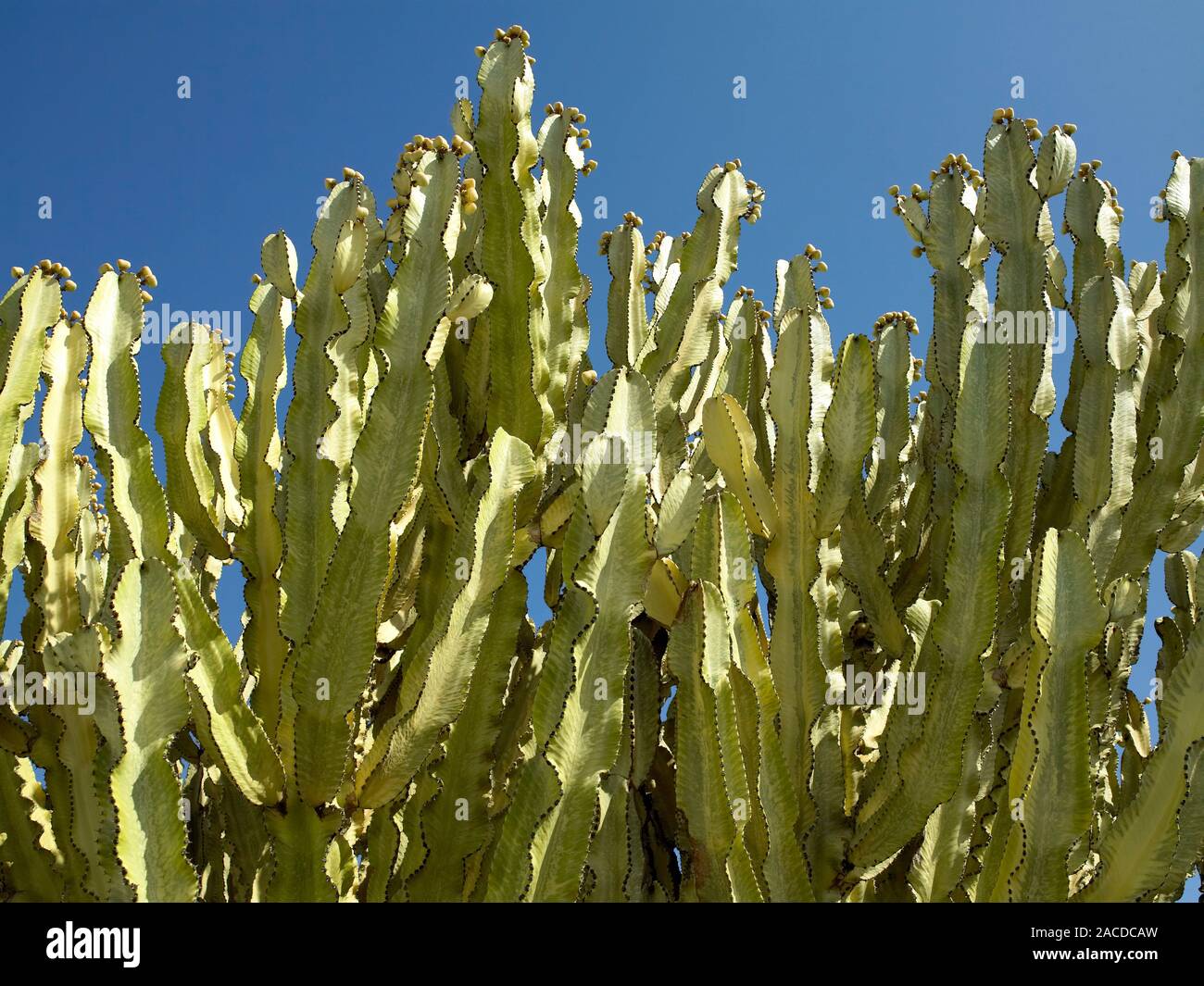 Flowering cactus plants. Cacti are adapted to arid environments, and ...