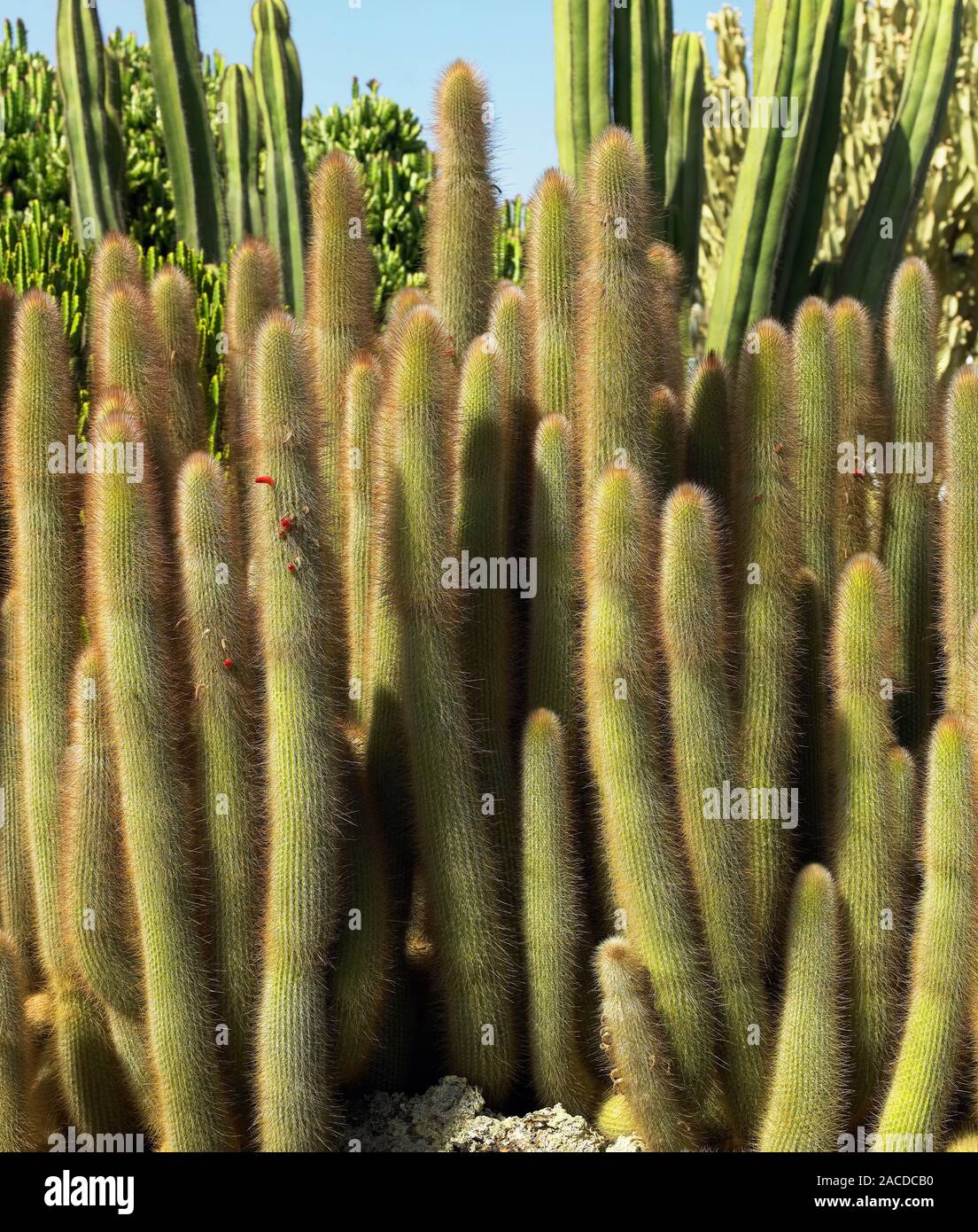 Cactus plants. Cacti are adapted to arid environments, and have tissues ...