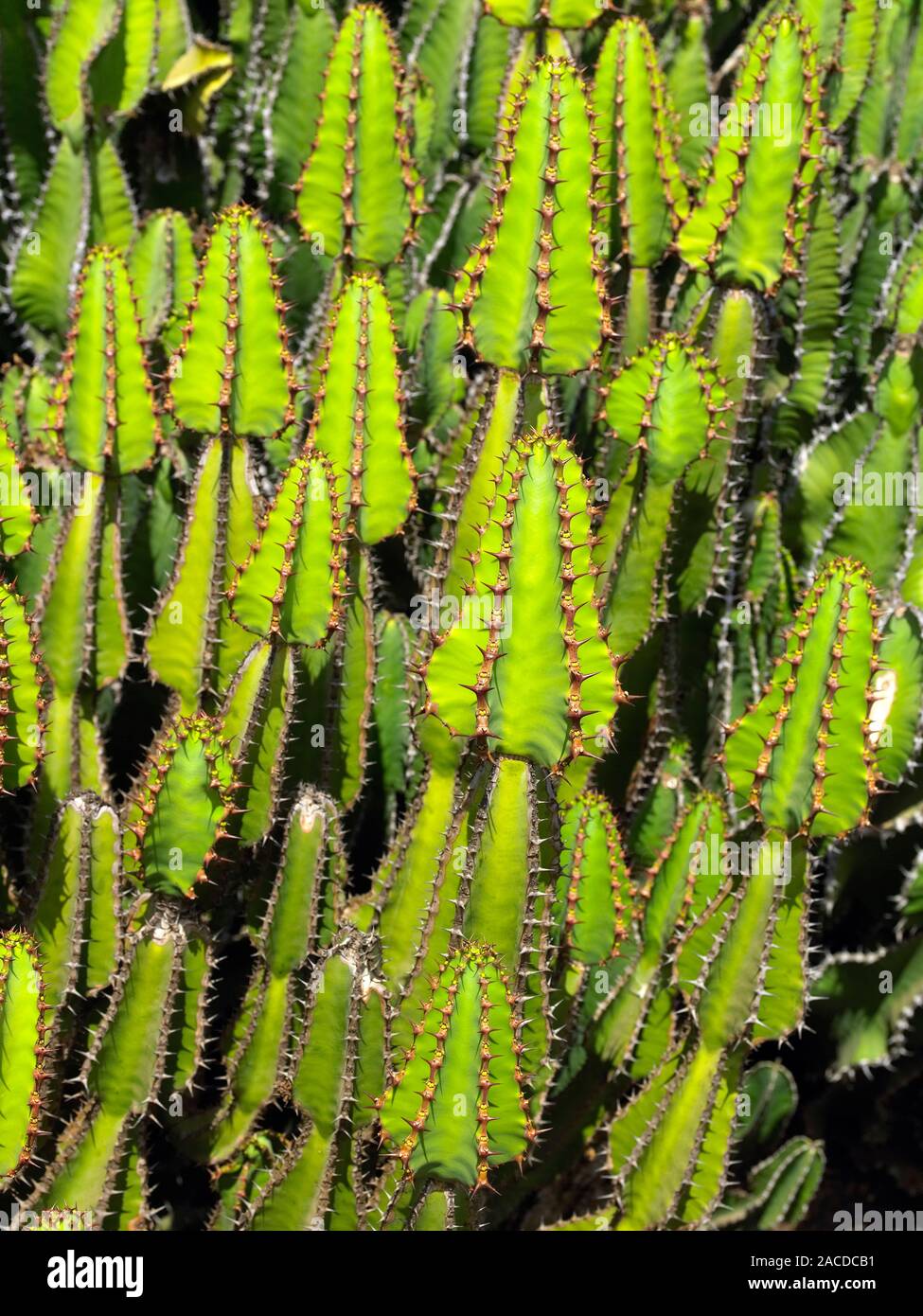 Cactus plants. Cacti are adapted to arid environments, and have tissues ...