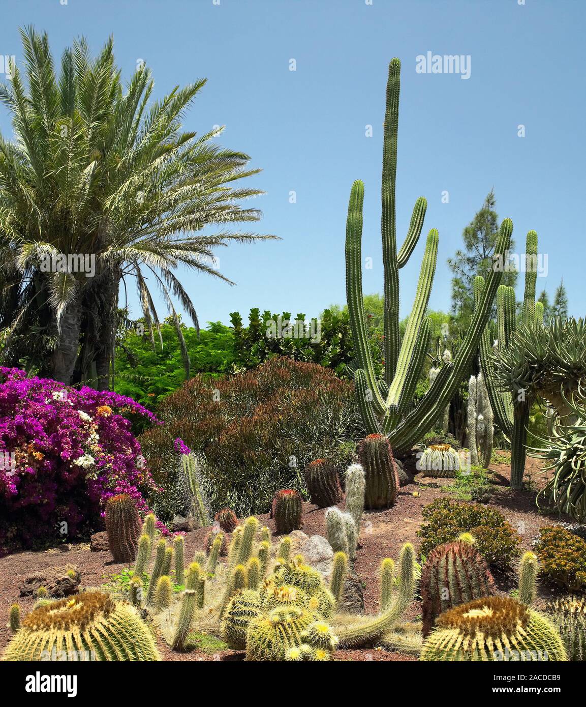 Cactus plants. Cacti are adapted to arid environments, and have tissues ...