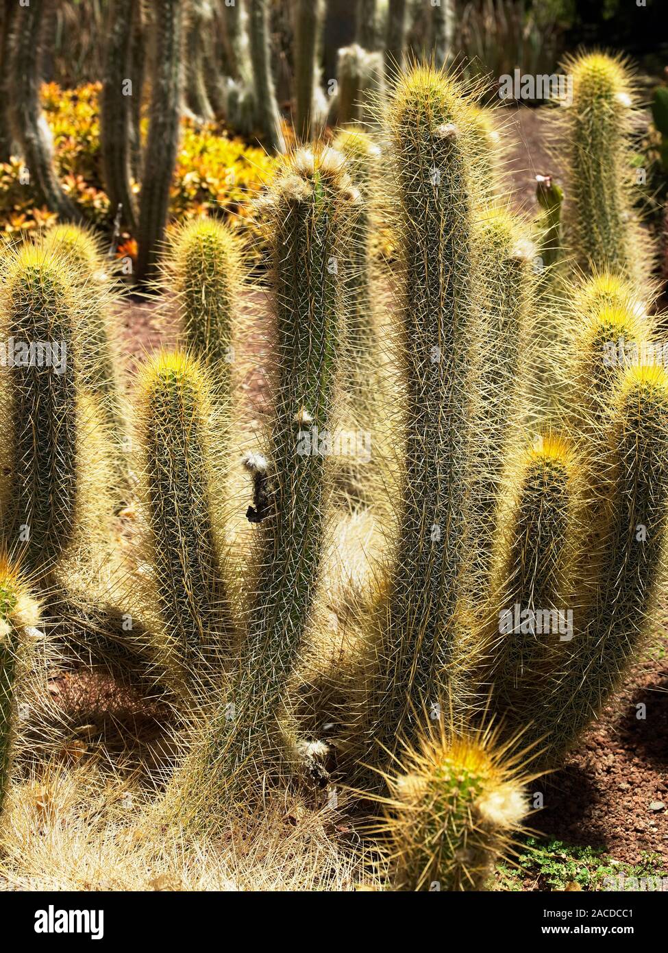 Cactus plant. Cacti are adapted to arid environments, and have tissues ...