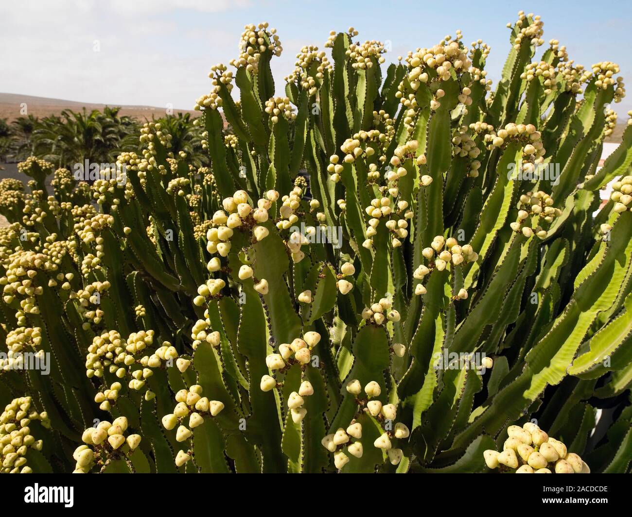 Flowering cactus plants. Cacti are adapted to arid environments, and ...