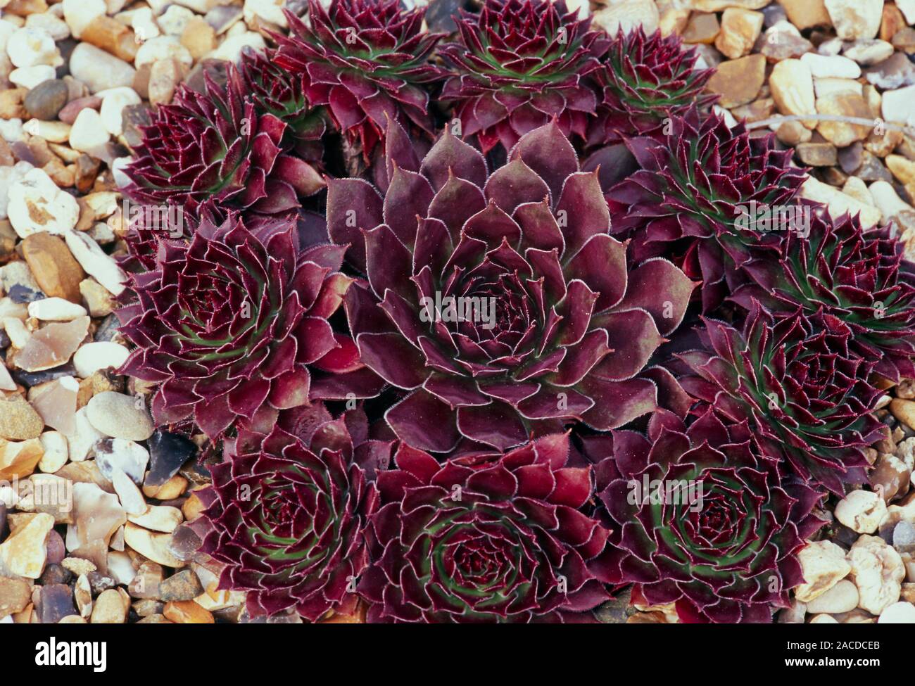 Sempervivum plant (Sempervivum 'Strider'). Photographed at RHS Wisley ...