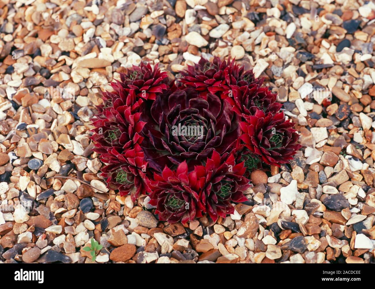 Sempervivum plant (Sempervivum 'Red Devil'). Photographed at RHS Wisley ...