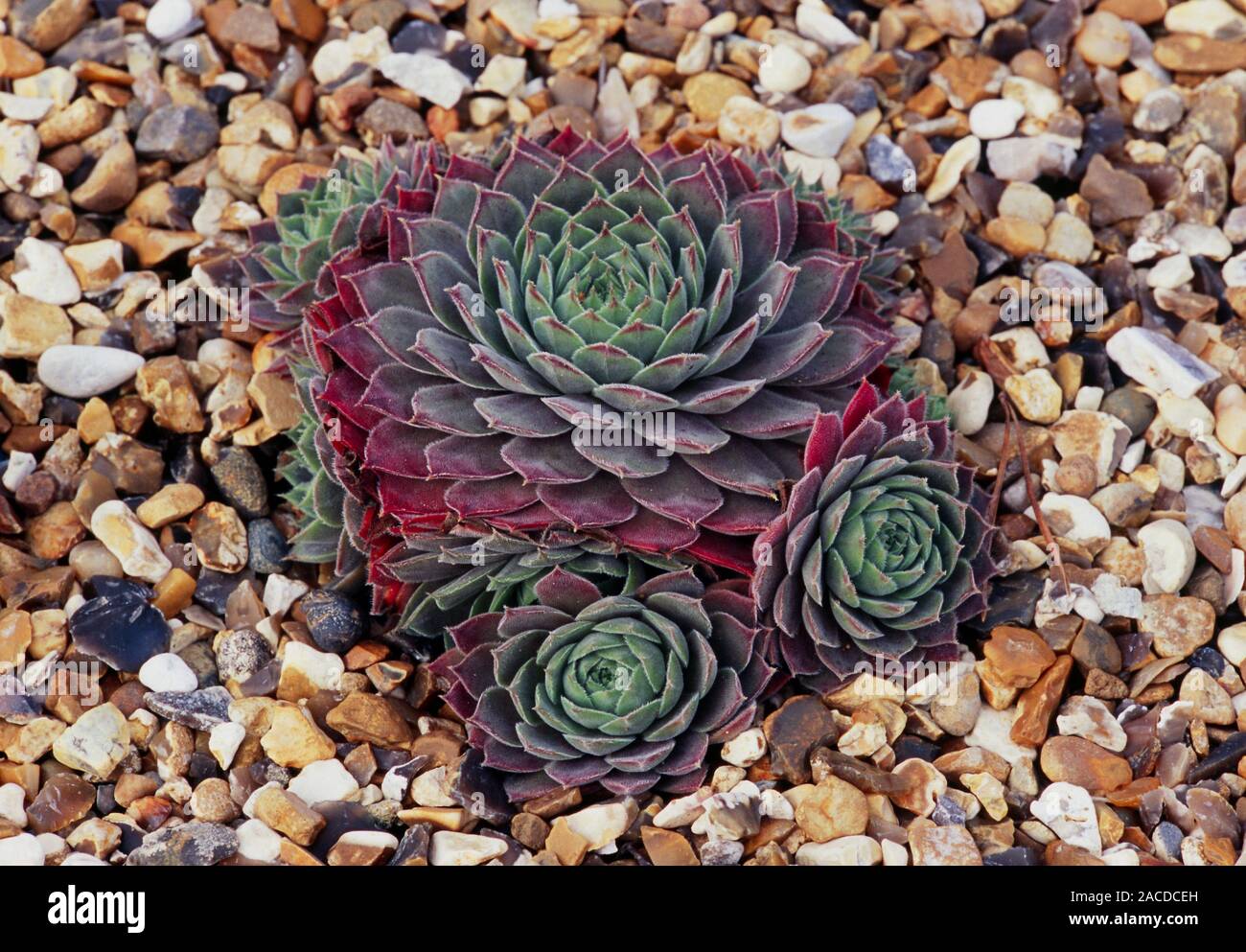 Sempervivum plant (Sempervivum 'State Fair' Photographed at RHS Wisley ...