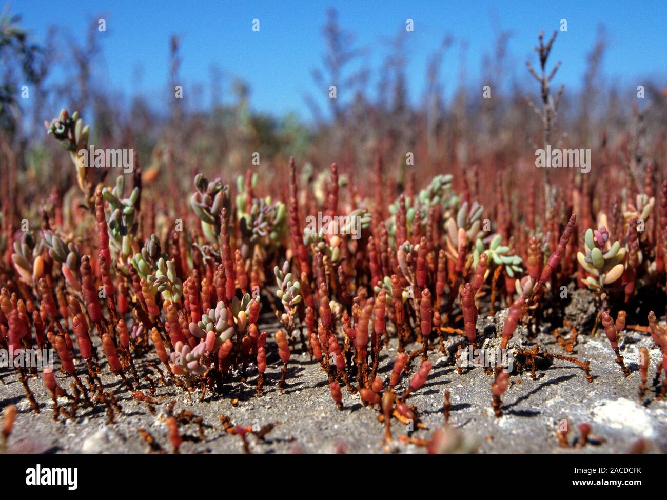 Salt-tolerant plants. Saltwort plants (Salicornia sp.) growing in a ...