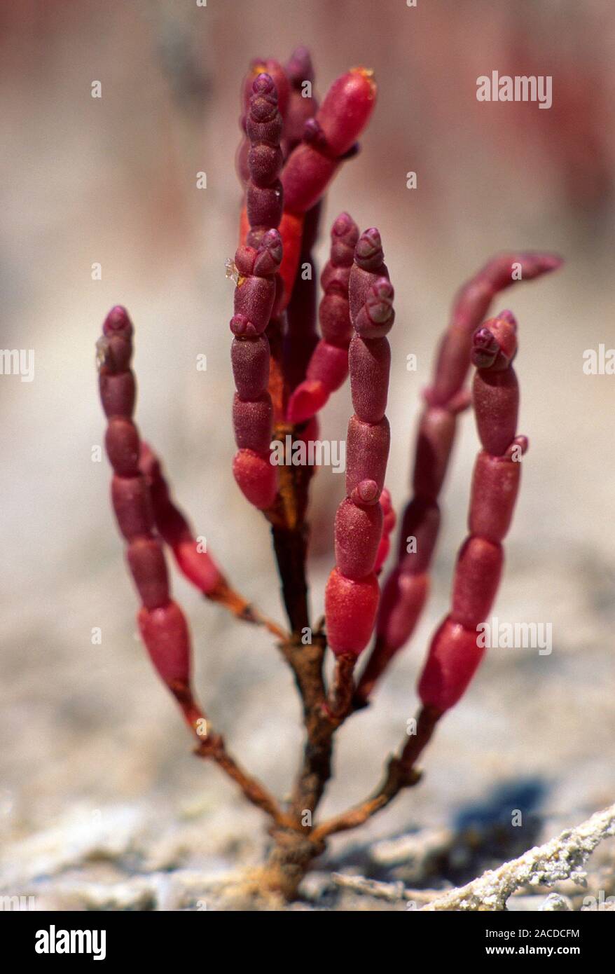 Salt-tolerant plant. Saltwort plant (Salicornia sp.) growing in a soil ...