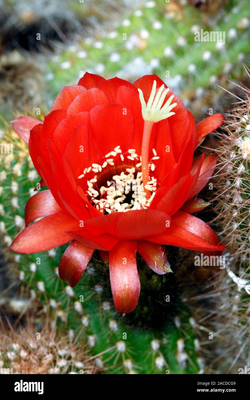 Easter lily cactus flower (Echinopsis andagalensis). Photographed in ...