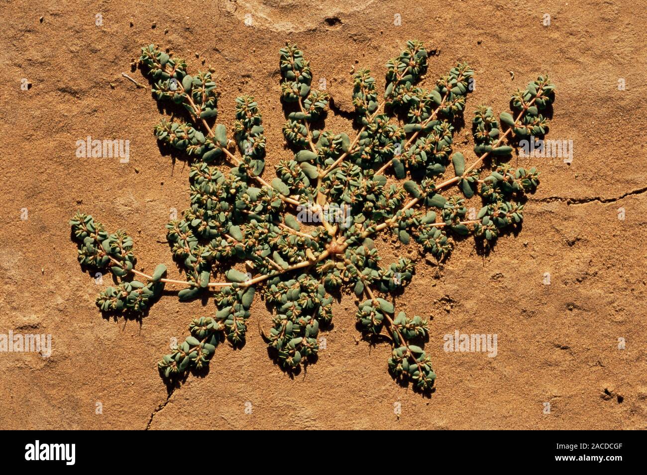Creeping desert plant. Photographed in the Sahara Desert, southern ...