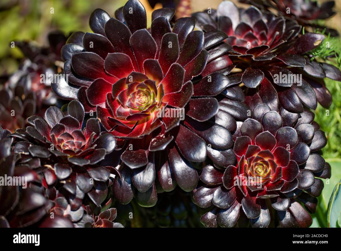Purple crest aeonium flowers (Aeonium arboreum var. atropurpureum ...
