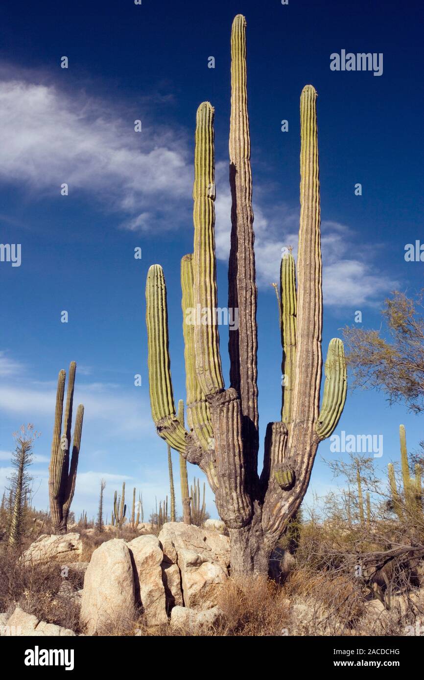 Cardon cacti (Pachycereus pringlei) in a desert. This cactus is native ...