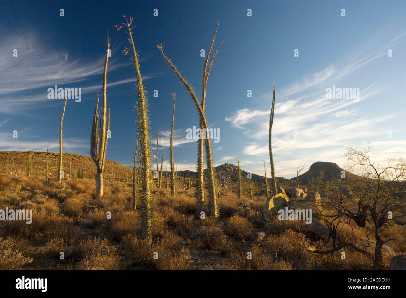 Boojum trees (Fouquieria columnaris) in a desert. This tree is endemic ...