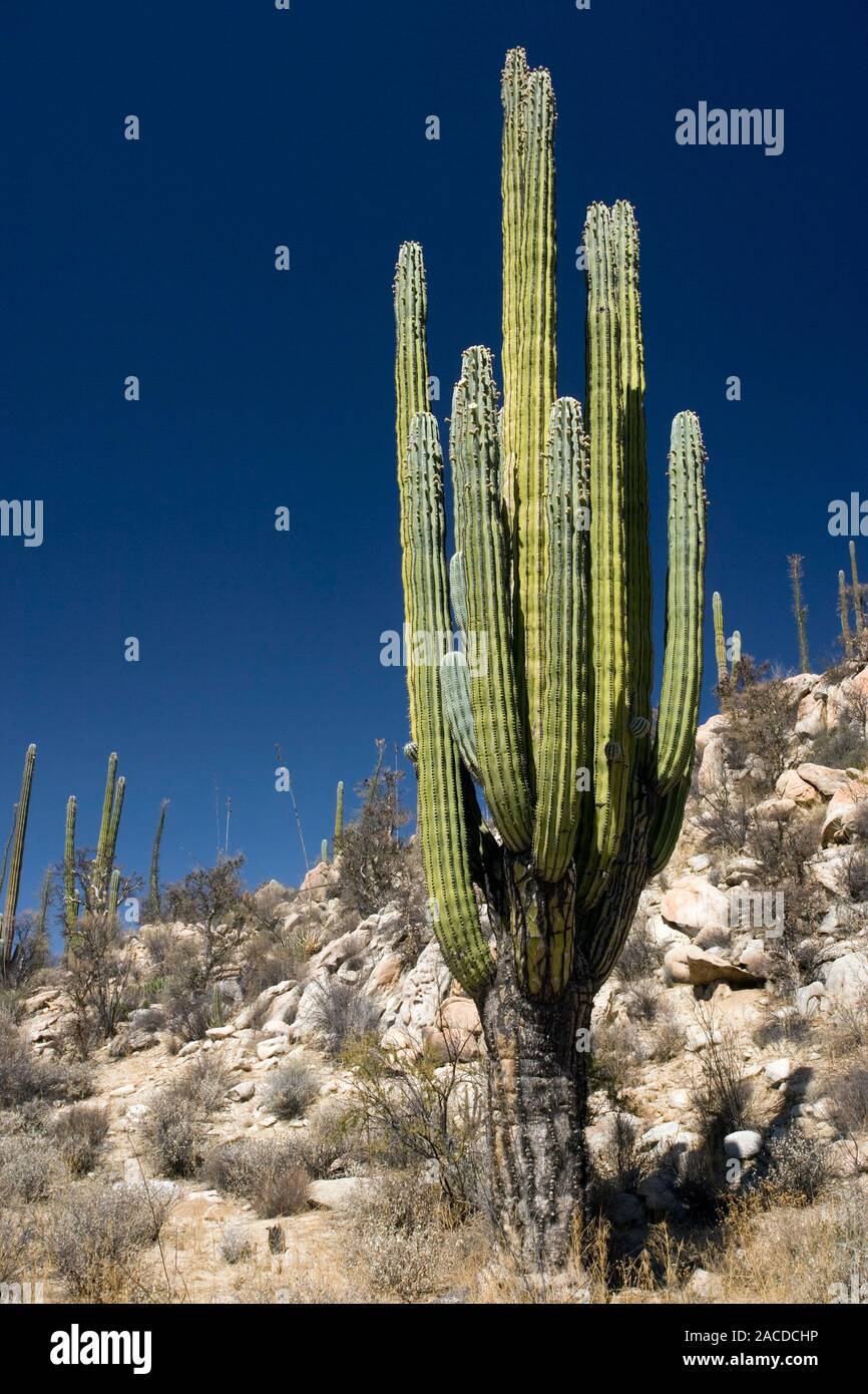 Cardon cacti (Pachycereus pringlei) in a desert. This cactus is native ...