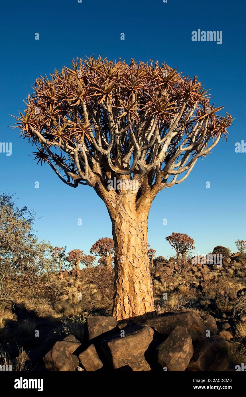Quiver tree (Aloe dichotoma). This tree is eaten by Kudu antelopes as ...