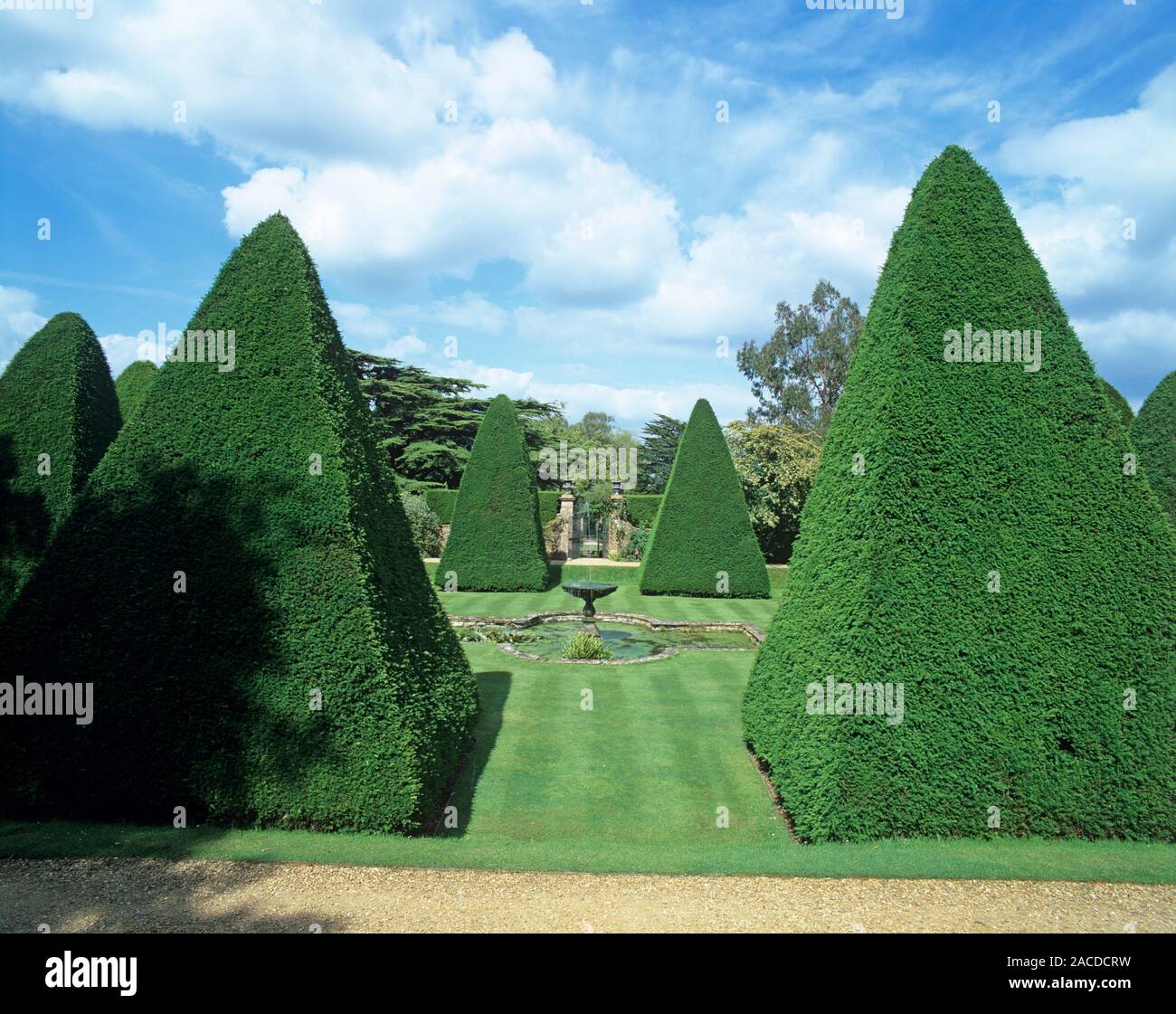 Yew trees (Taxus baccata) in an ornamental garden. In a process known ...