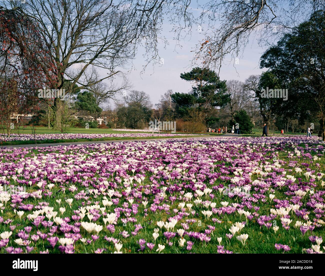 Crocus beds. These beds were planted to mark the 50th anniversary of ...