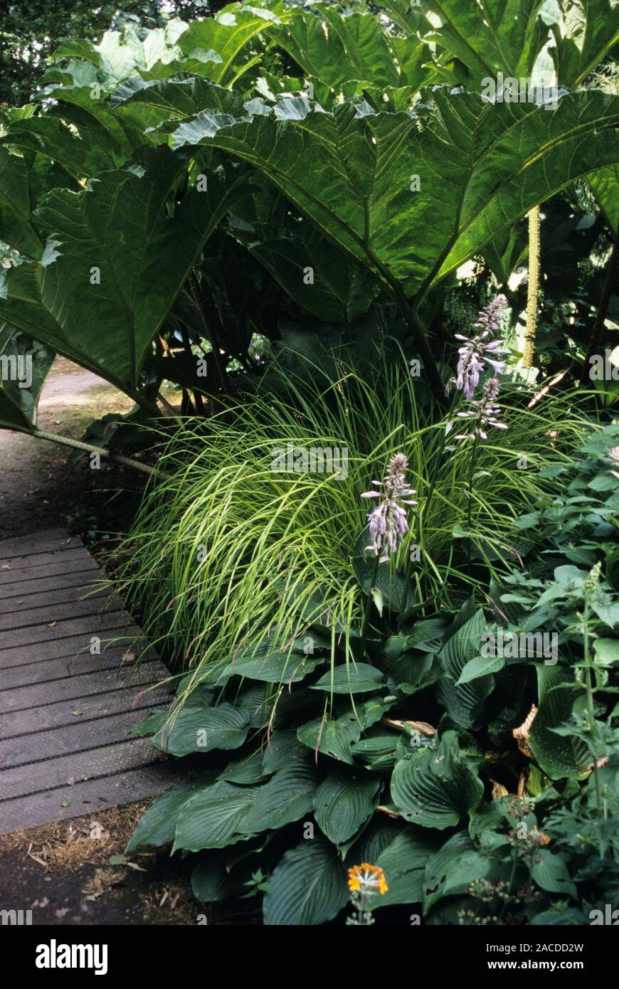 Garden border planted with Gunnera (top), Carex (centre) and Hosta ...