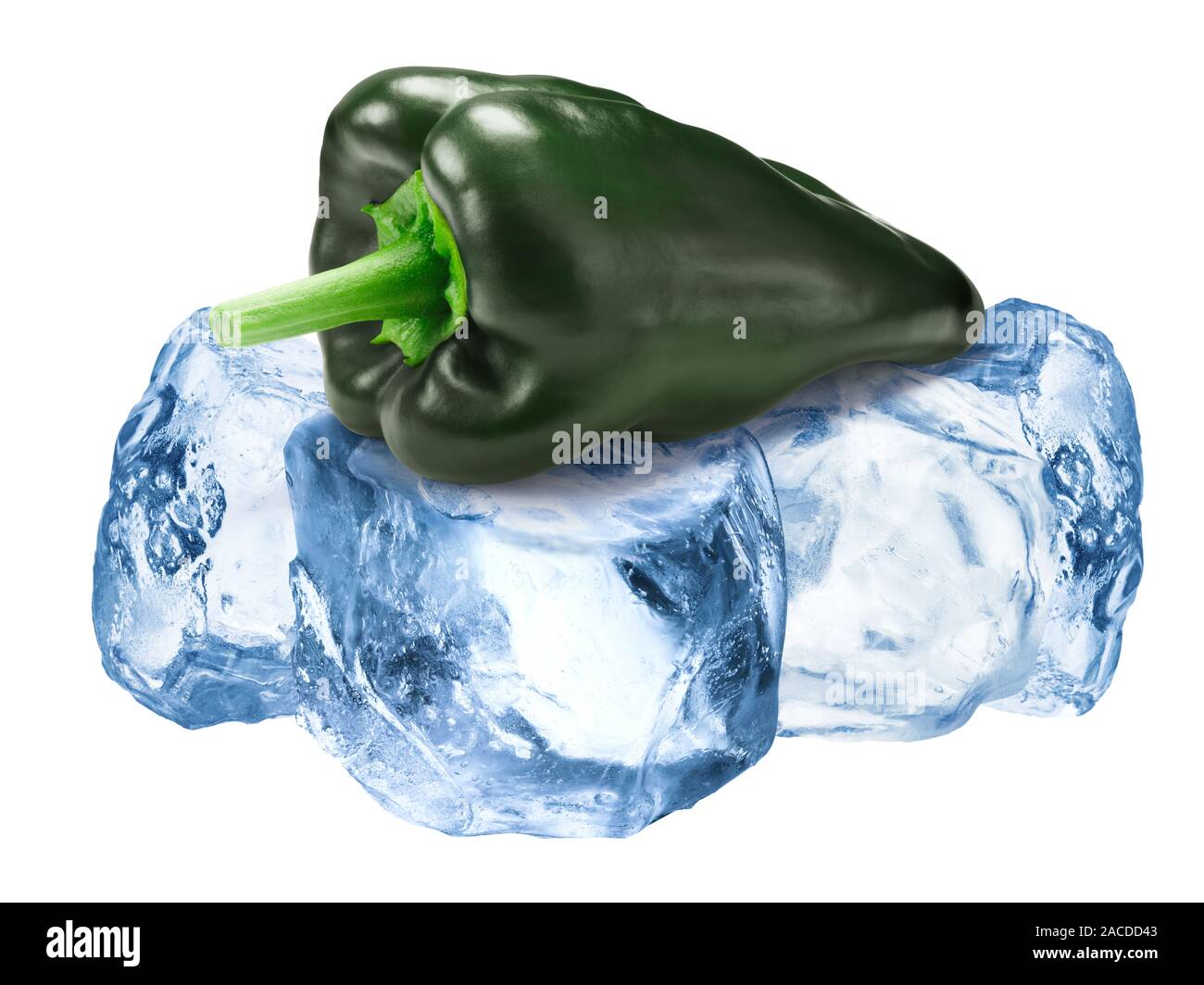 Ancho or Poblano chile pepper freezing on rough crushed ice Stock Photo ...