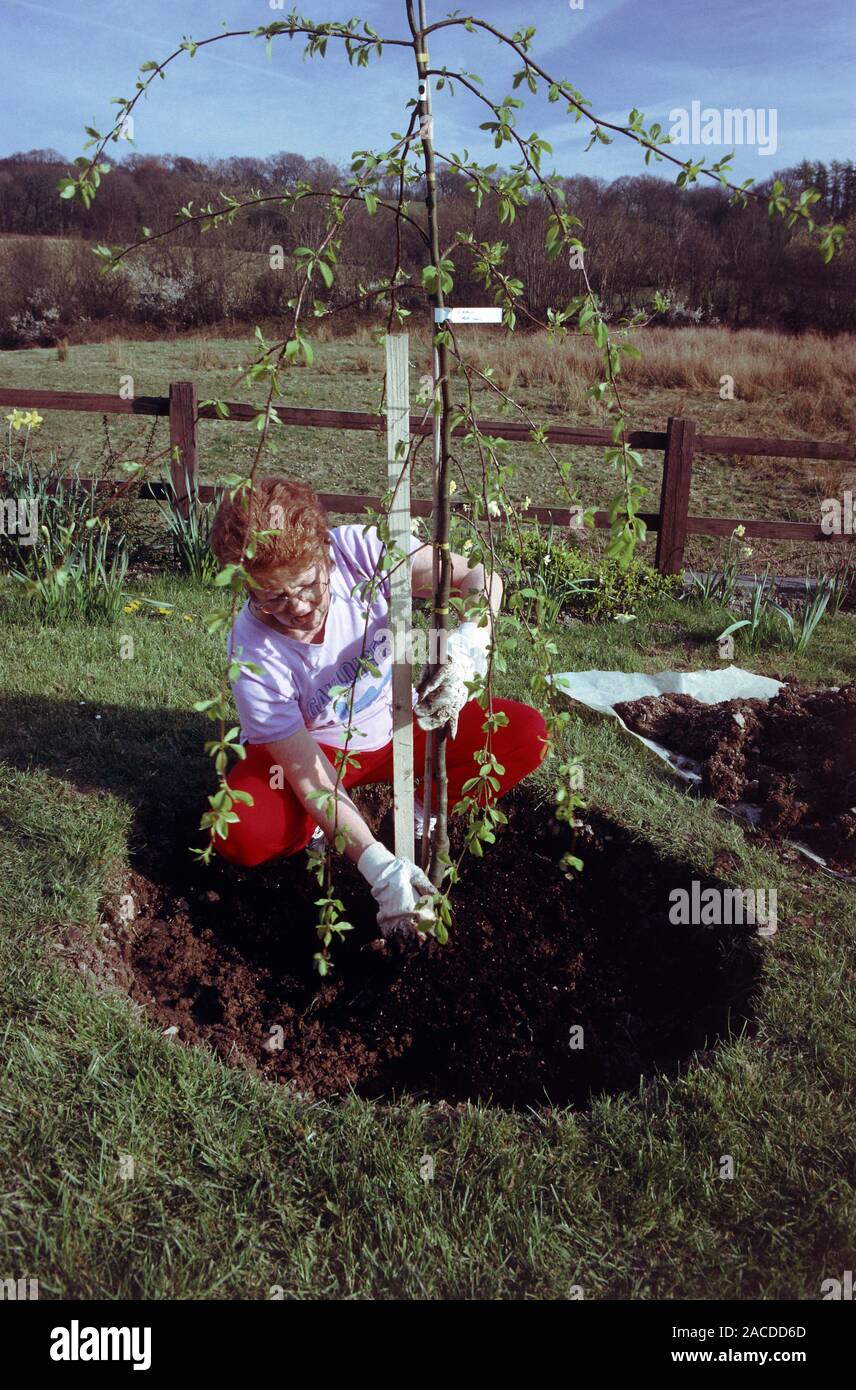 Tree planting. Woman planting a tree in her garden. Photographed in ...