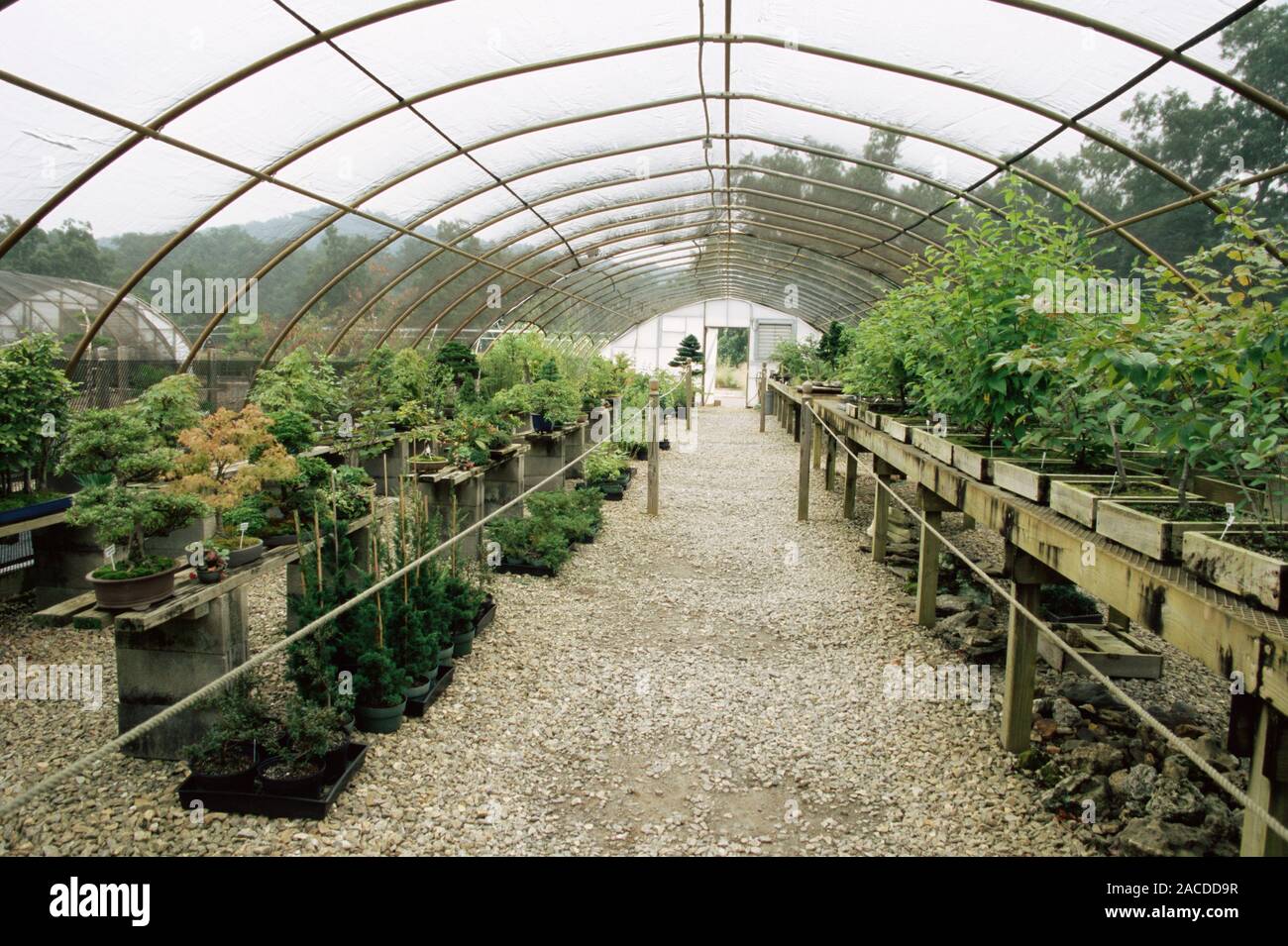 Botanical garden. Trees growing in a covered space at an arboretum, a ...