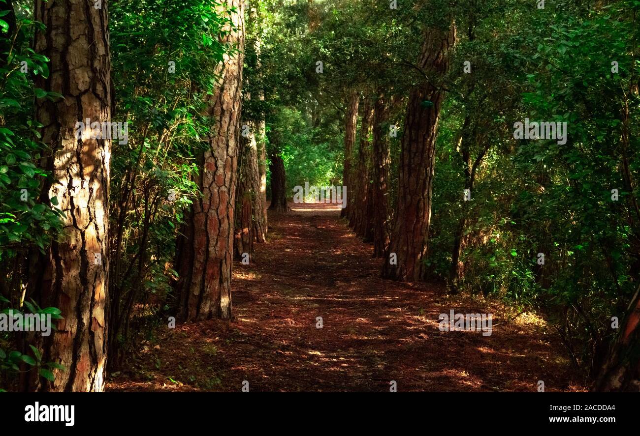 nature, cat, woods, forest, light, texture, green, wood texture, pet ...