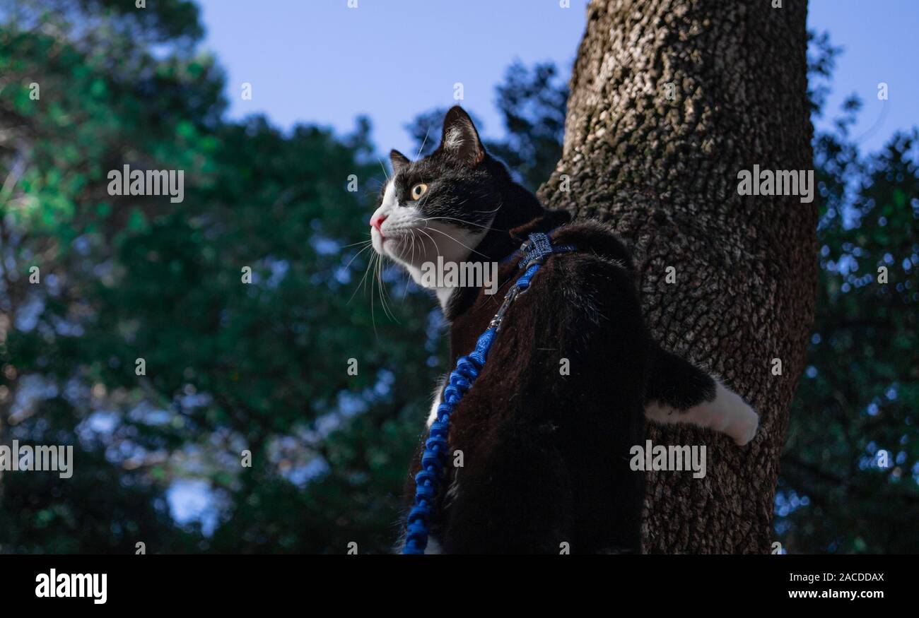 nature, cat, woods, forest, light, texture, green, wood texture, pet ...