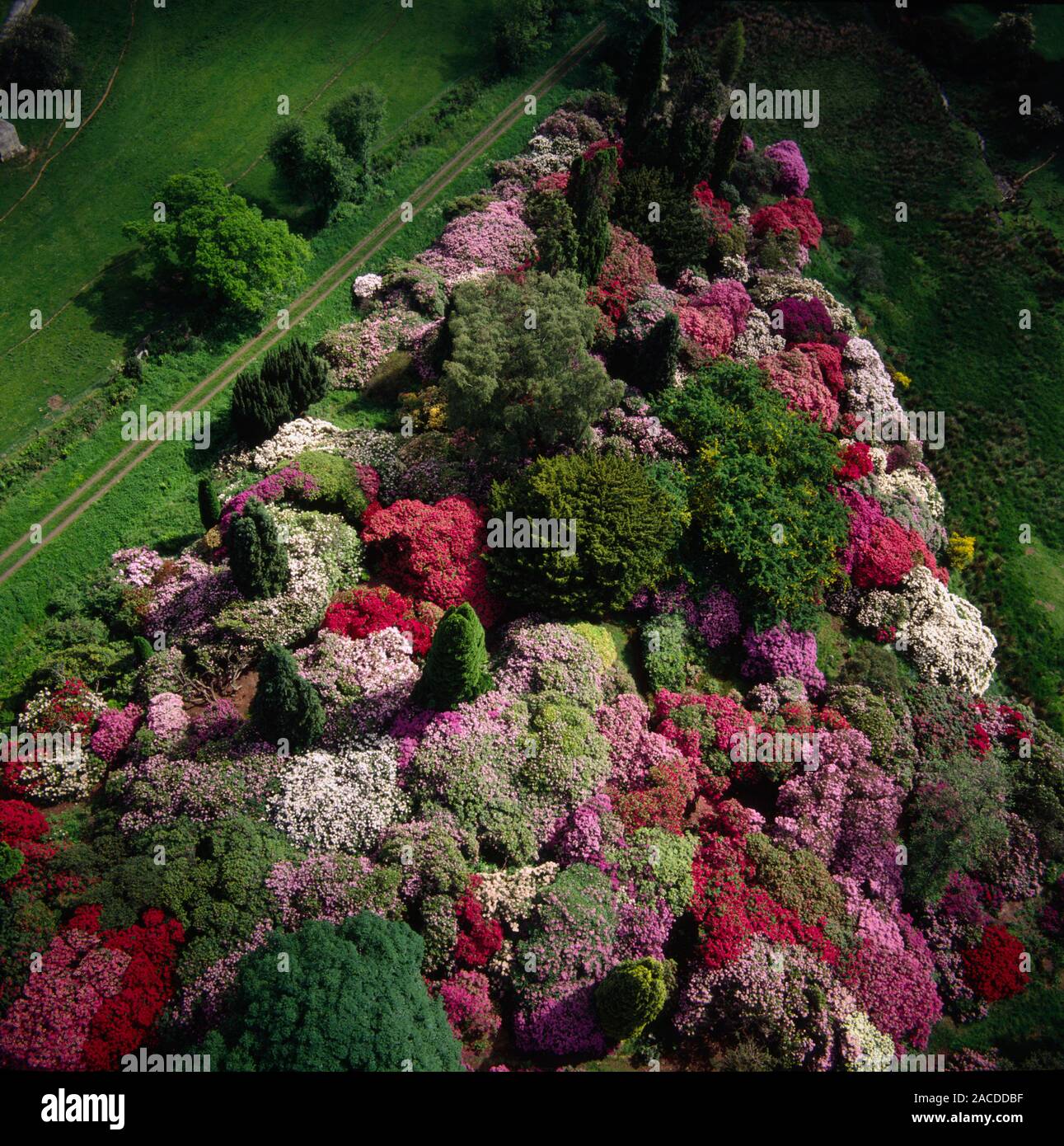 Belsay gardens. Aerial photograph of rhododendron flowers and conifers ...