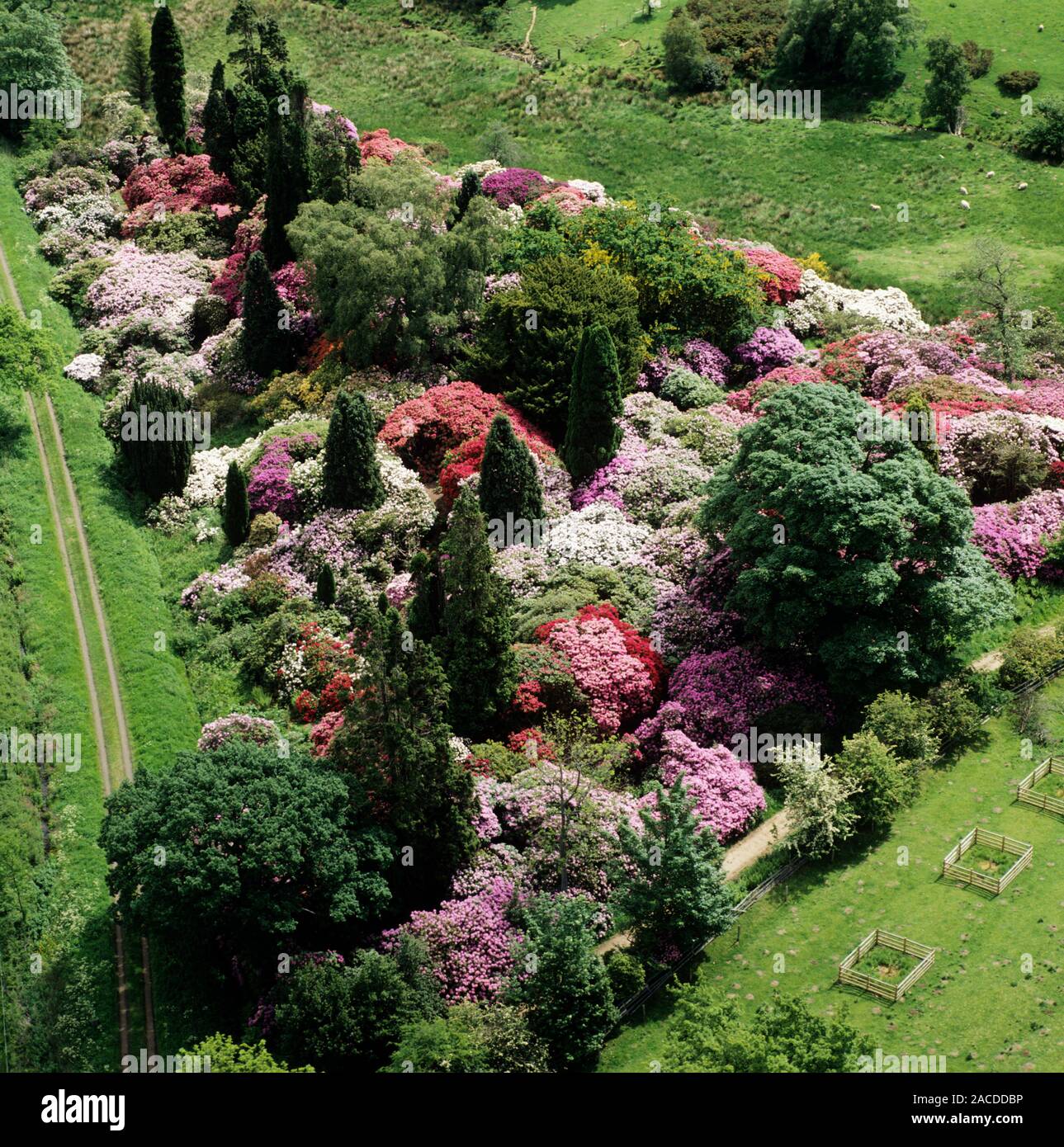 Belsay gardens. Aerial photograph of rhododendron flowers and conifers ...