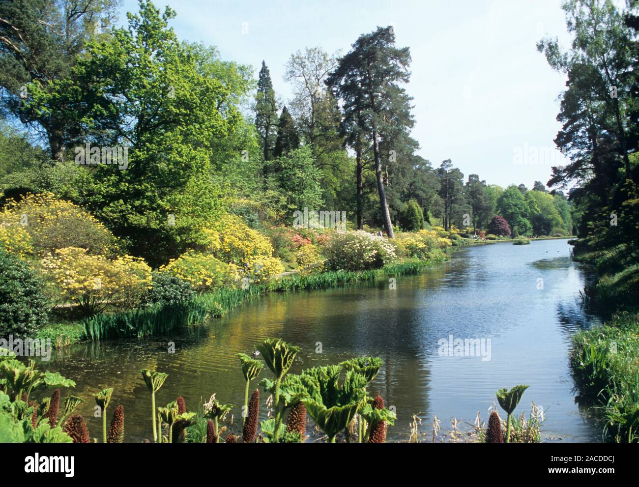 Ornamental lake. Trees and shrubs growing on the banks of a man-made ...