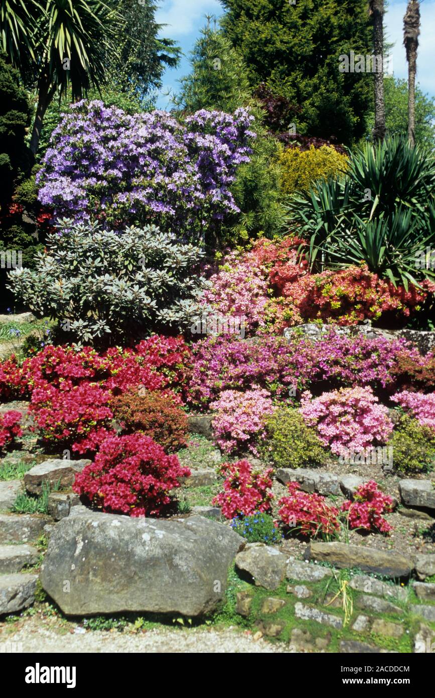 Rock garden. Variety of azaleas and rhododendrons growing around ...