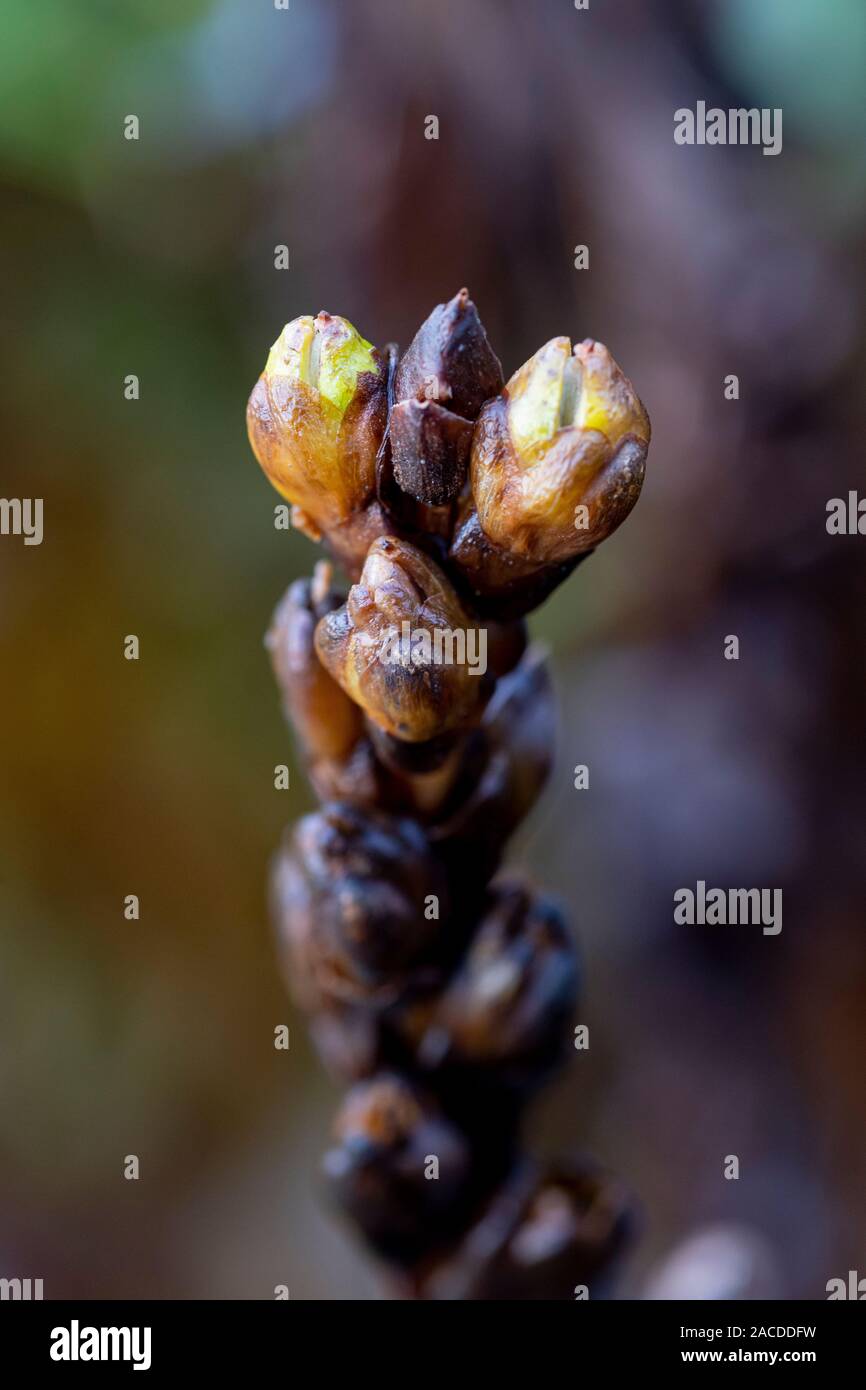 Close up detail of the seed head of the Turtle head plant Stock Photo ...