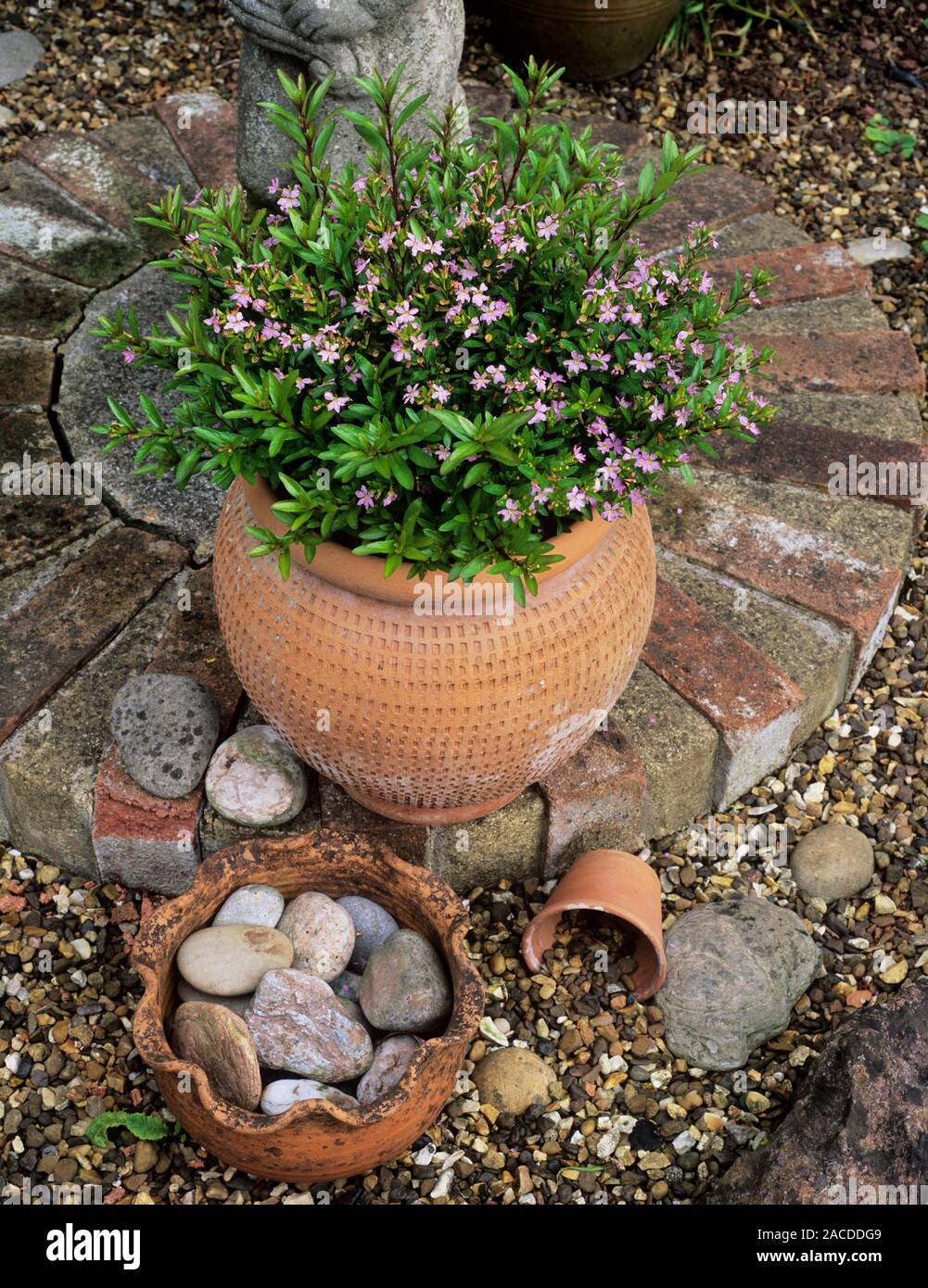 False heather plant (Cuphea hyssopifolia) in a terracotta pot Stock ...