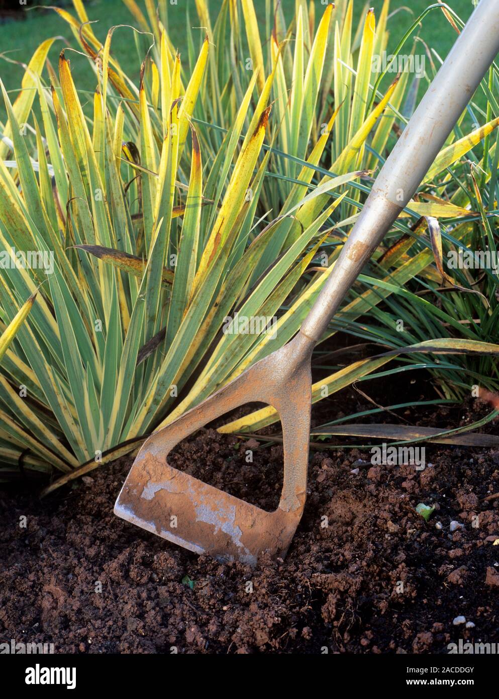 Weeding. Gardener weeding a flower bed with a hoe Stock Photo - Alamy