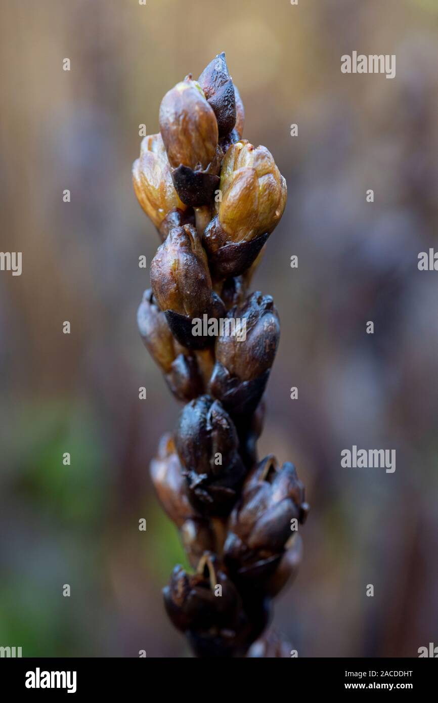 Close up detail of the seed head of the Turtle head plant Stock Photo ...