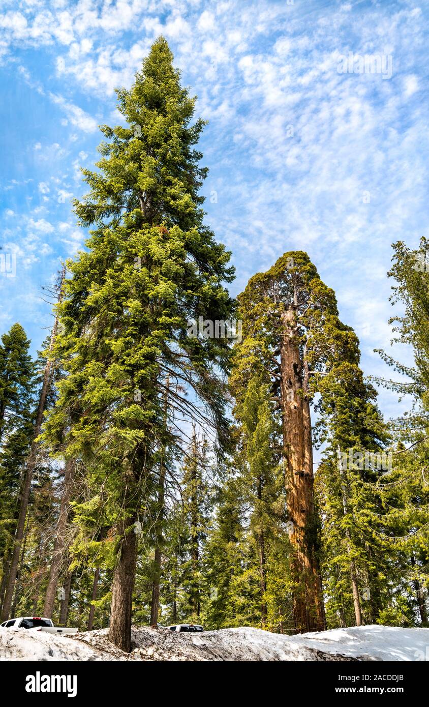 Giant forest hi-res stock photography and images - Alamy