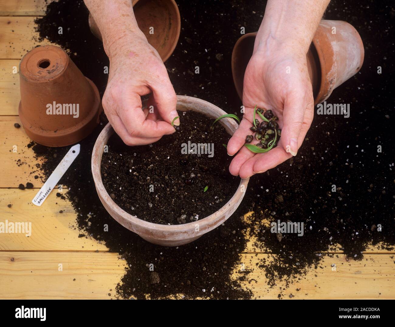 Planting lily bulbils. Image 2 of 3. Gardener planting lily bulbils ...