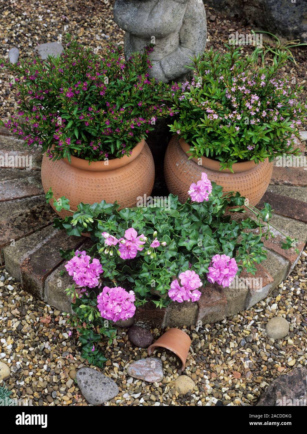 Garden display. False heather plants (Cuphea hyssopifolia, left and ...