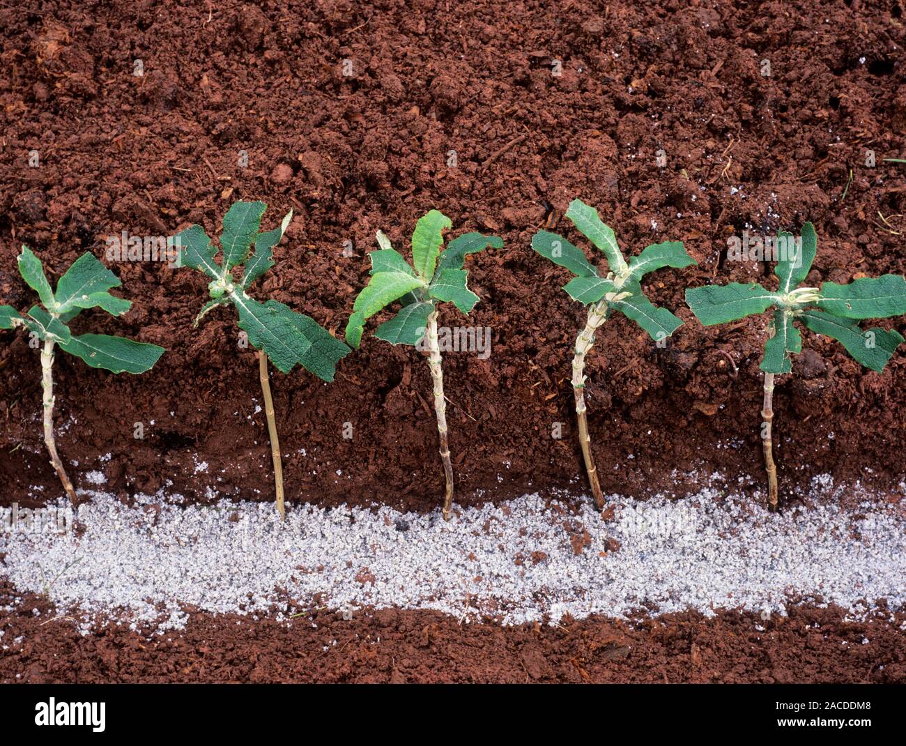 Buddleia propagation. Stem cuttings of Buddleia globosa inserted in a V ...
