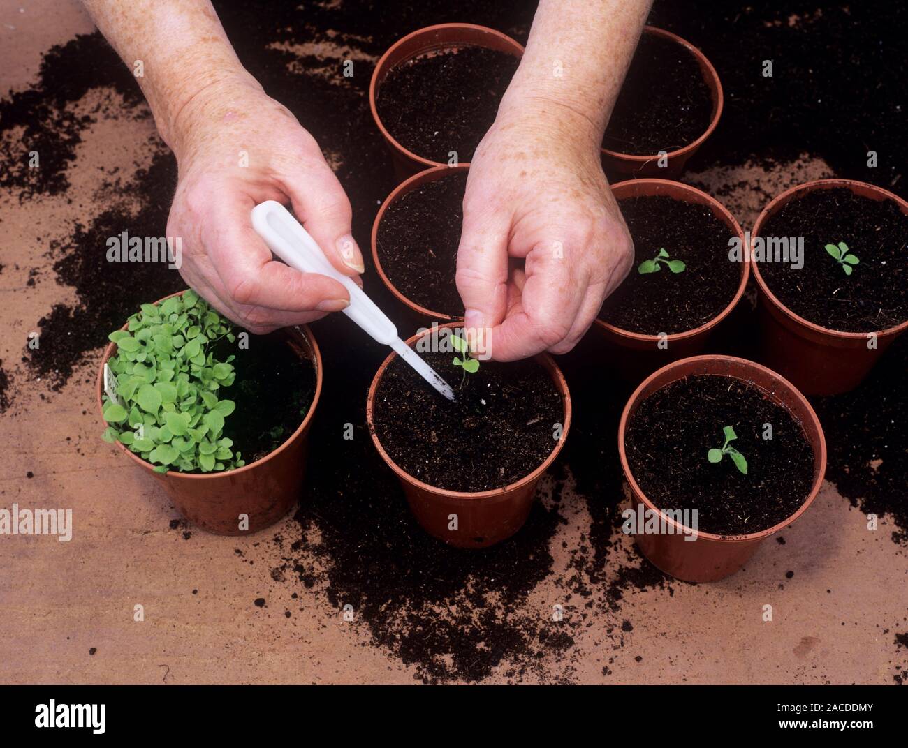 Foxglove propagation. Image 1 of 2. Gardener planting foxglove ...