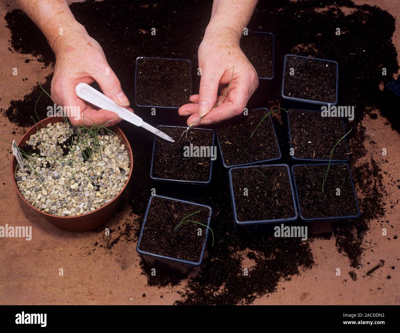 Allium propagation. Image 2 of 2. Gardener planting Allium sp ...