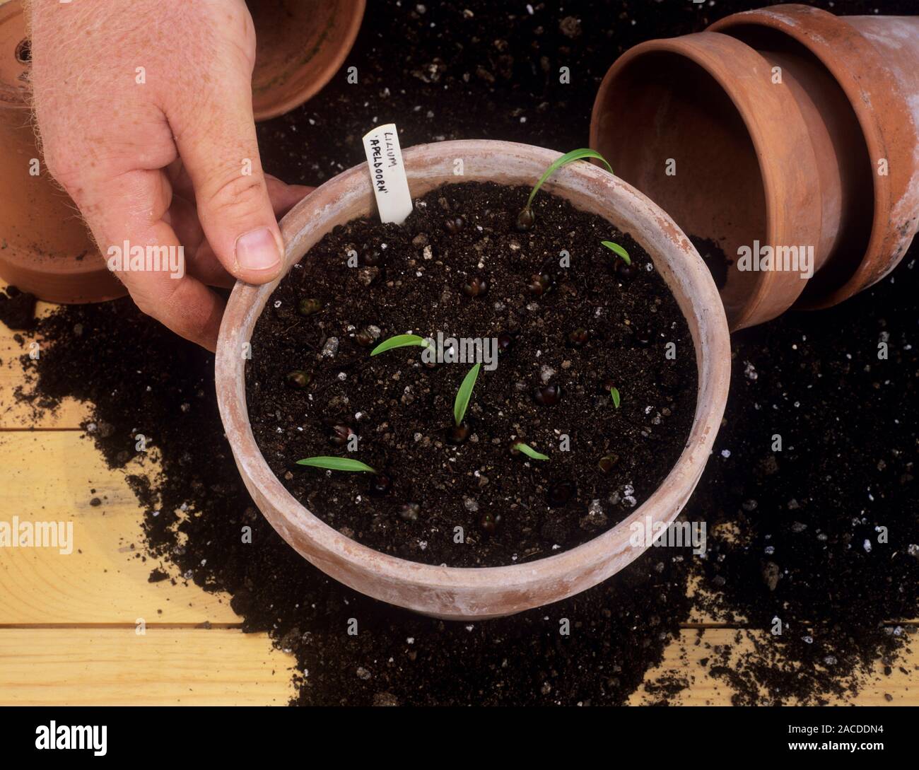 Lily bulbils in a pot. Image 3 of 3. Gardener with lily bulbils (Lilium ...