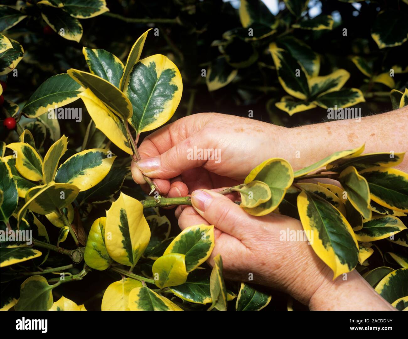 Holly propagation. Gardener taking a cutting of a well developed side ...