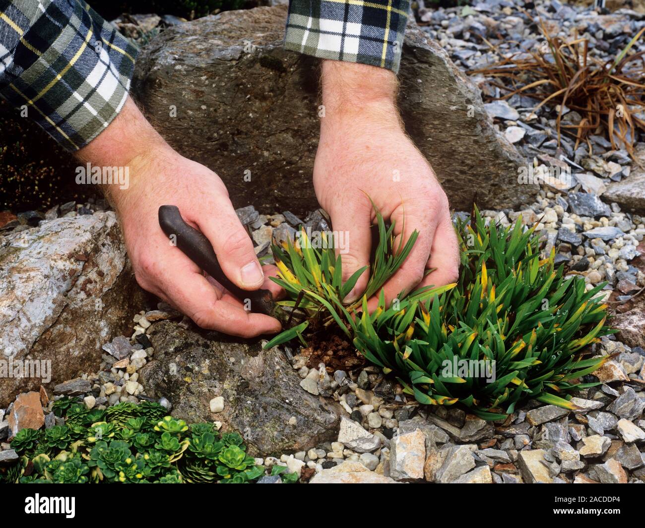 Blue-eyed grass propagation. Gardener dividing a blue-eyed grass plant ...