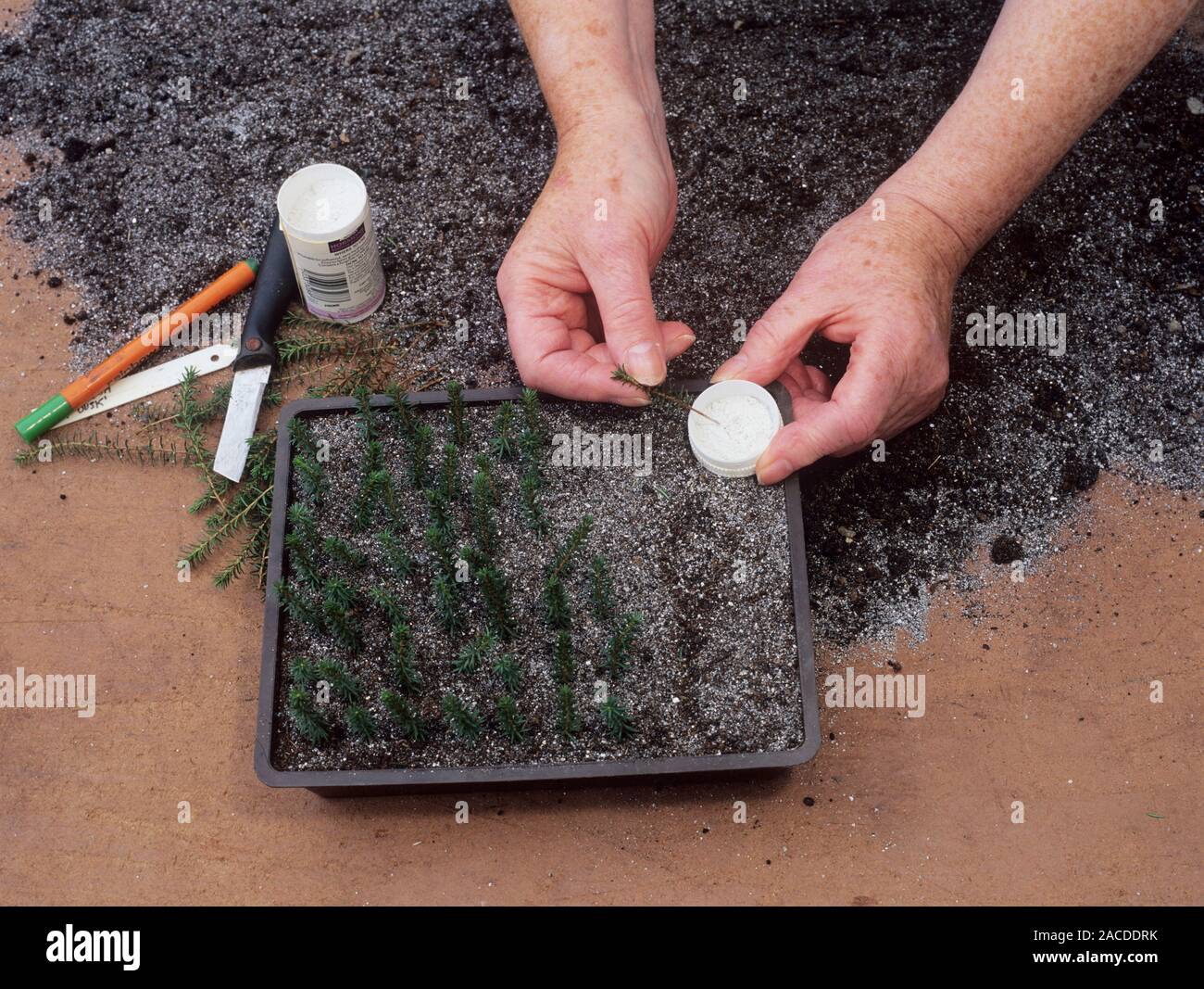 Heather propagation. Gardener dipping heather (Erica sp.) cuttings in ...